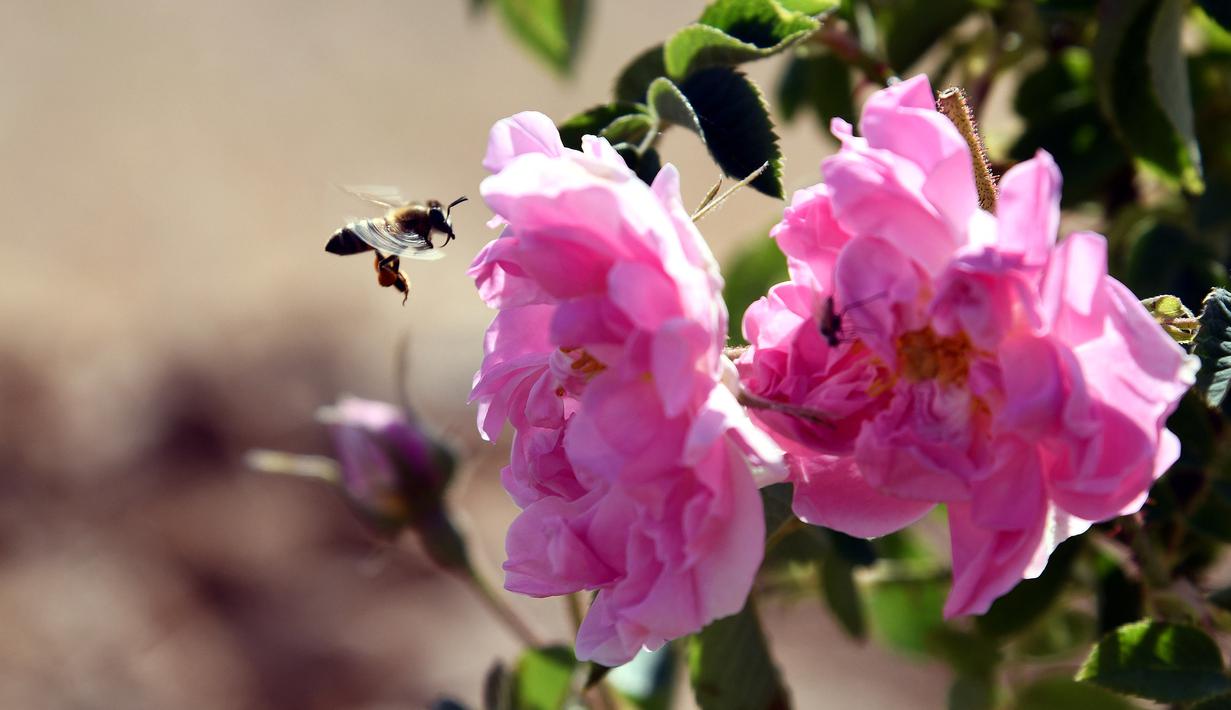 FOTO: Panen Mawar Damask di Suriah - Foto Liputan6.com