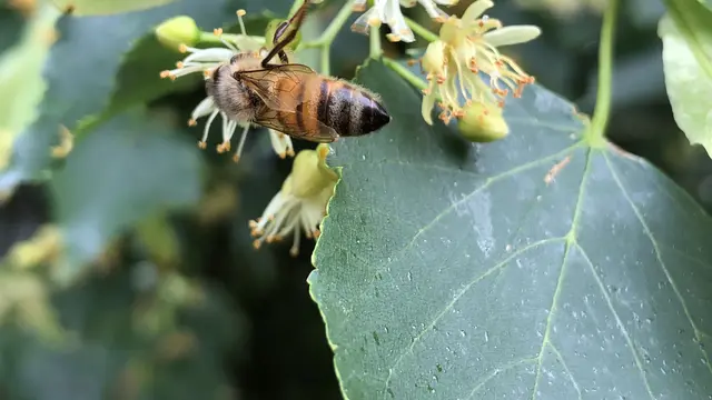 Bunga Bidara dan Sejuta Manfaatnya, Baik untuk Lingkungan dan ...