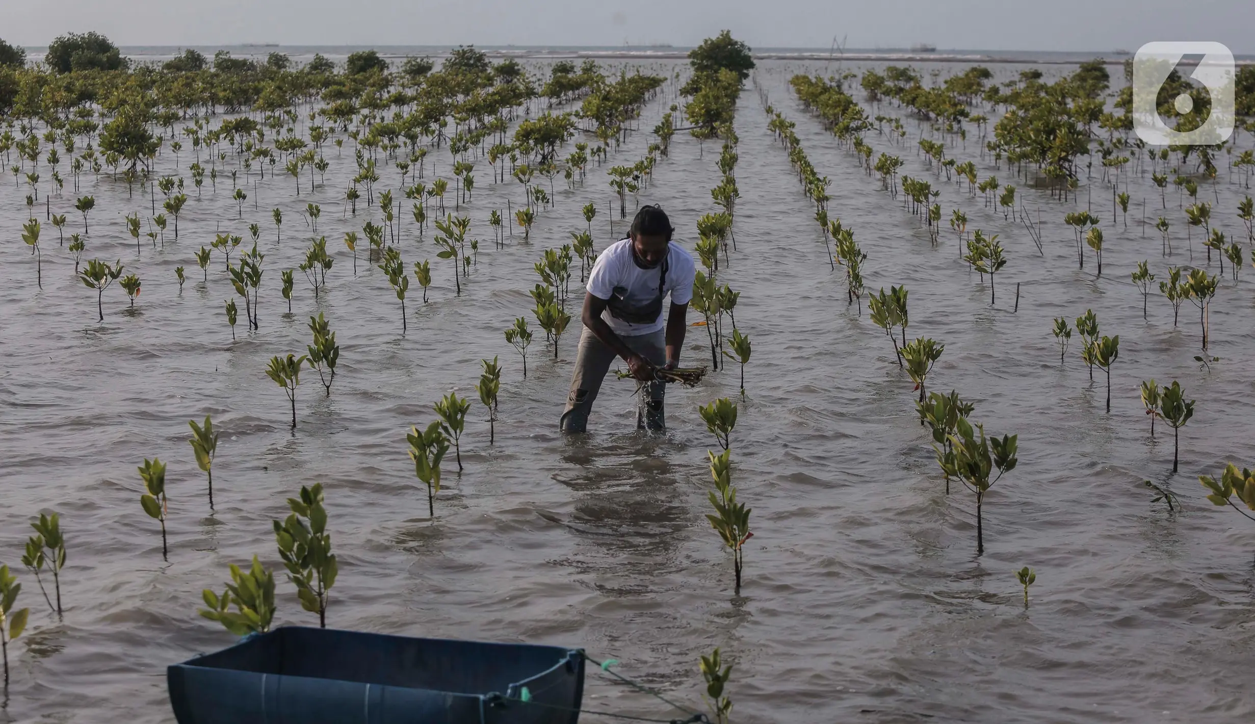 Jaga Kawasan Pesisir, Pertamina Tanam Ribuan Bibit Mangrove di Pantai ...