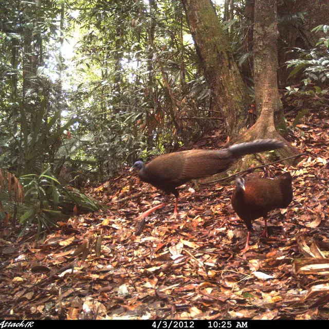 Mengenal Burung Kuau Raja, Ditemukan Kembali di Aceh Meski Telah ...