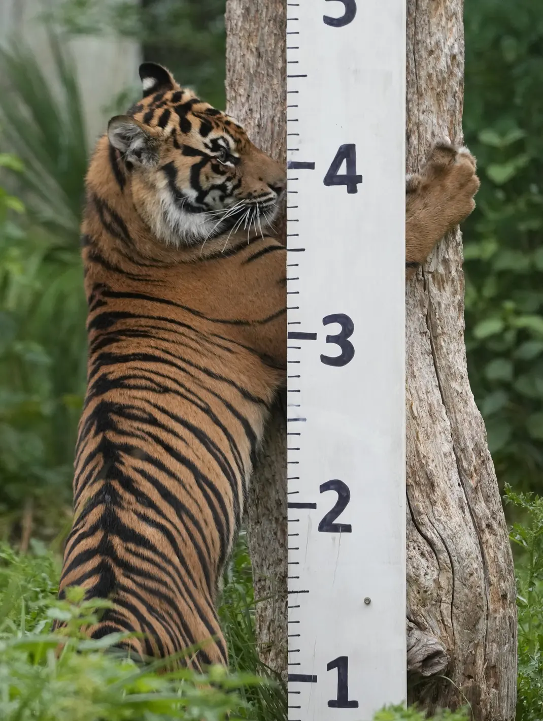 Timbang Badan Aneka Satwa Penghuni London Zoo - Foto Liputan6.com