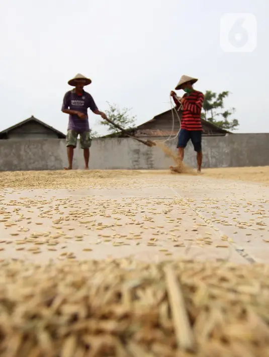 FOTO: Semester I 2020, Bulog Serap 700 Ribu Ton Gabah Petani - Foto Liputan6.com