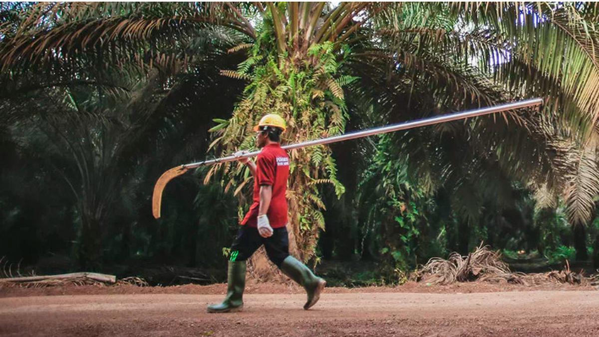 IPO, Nusantara Sawit Sejahtera Bidik Dana Segar hingga Rp 677,96 Miliar - Saham Liputan6.com