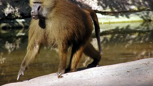 8 Jenis Primata Paling Berbahaya di Dunia, Jangan Coba Mendekat ...