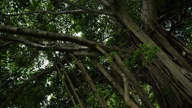 8 Mitos Pohon Gayam, Miliki Nilai Filosofis dan Spiritual Tinggi ...