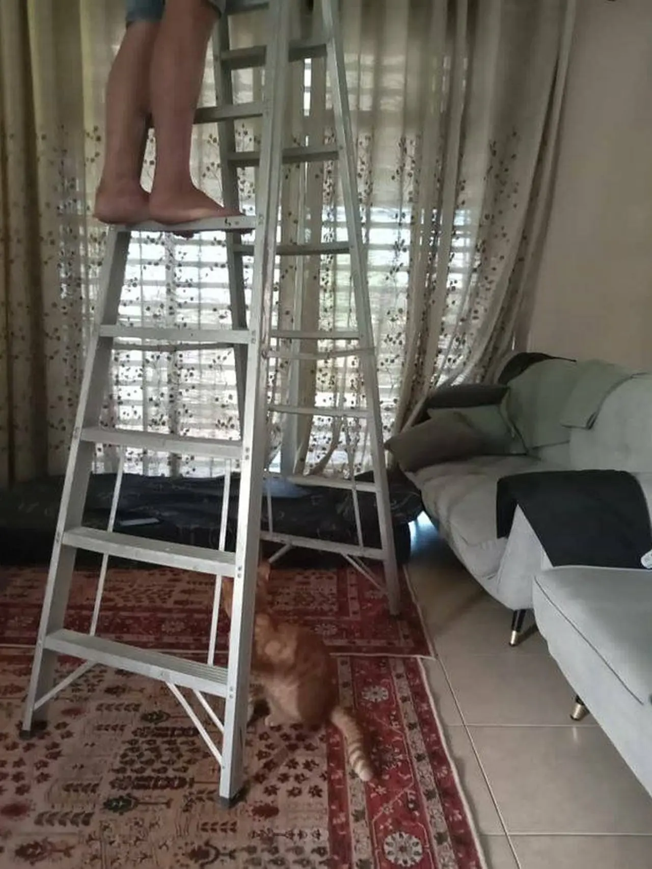 8 Potret Kucing saat Bantu Pemiliknya Kerja Ini Bikin Gemas - Hot ...