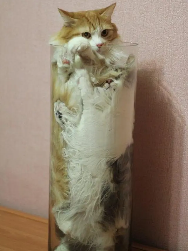 7 Bukti Kucing Tergolong Benda 'Cair' Ini Bikin Geleng-Geleng Kepala ...