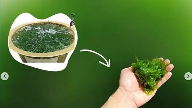 Selada Laut, Komoditas Bahari yang Bernutrisi Tinggi dan Kaya Manfaat ...