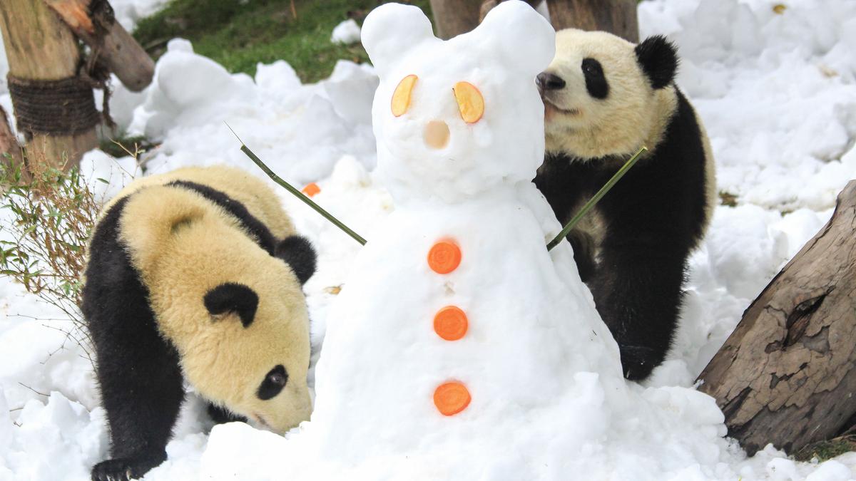 FOTO: Lucunya Panda Bermain Salju di Chengdu - Foto Liputan6.com
