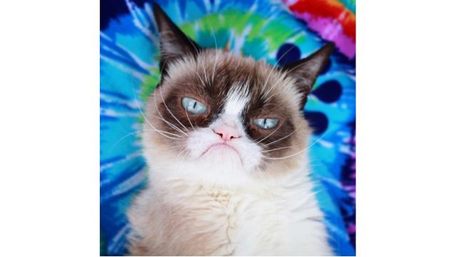 Grumpy Cat Si Selebgram Kucing Berwajah Galak Mati, Ini 7 Faktanya ...