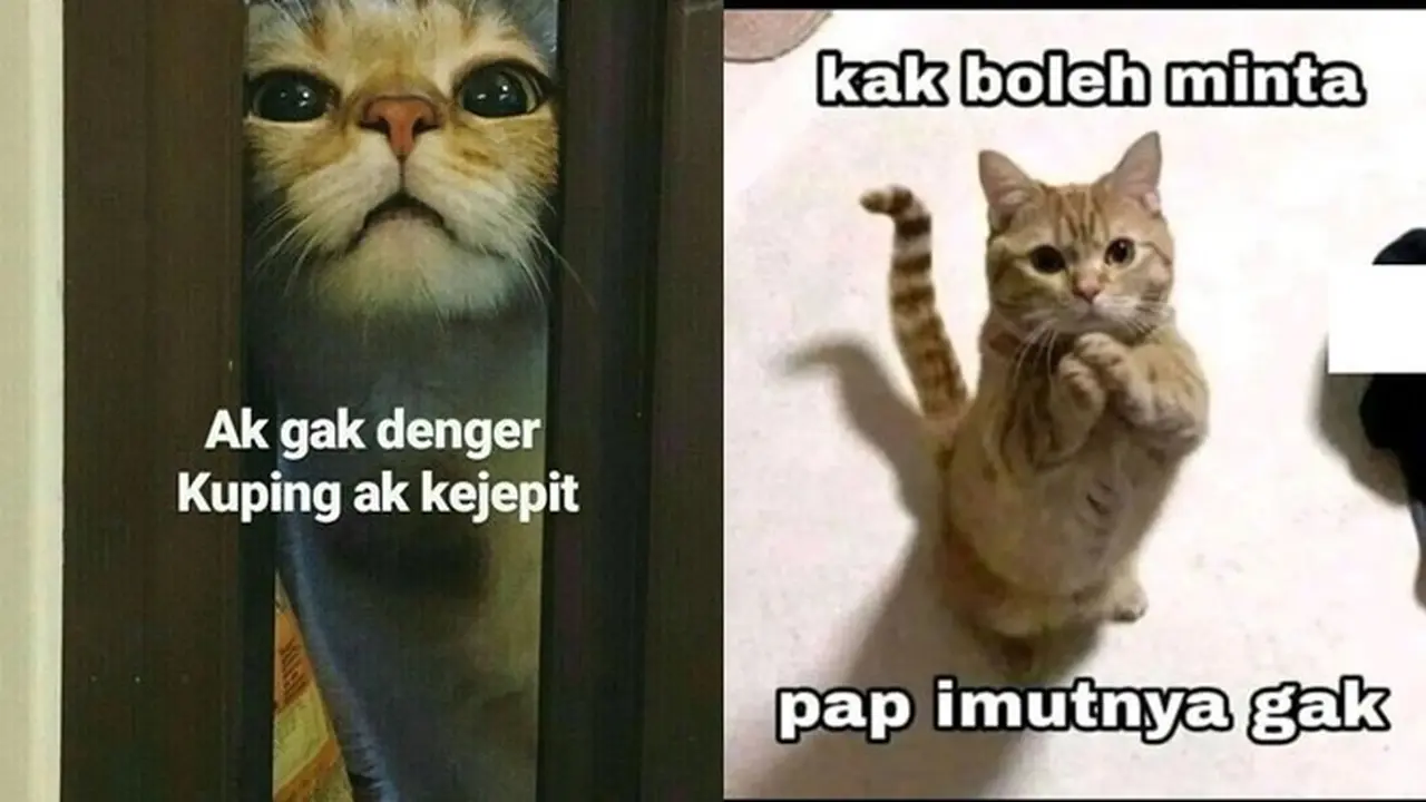 6 Meme Lucu Kucing Ini Bikin Geregetan, Cocok Buat Stiker WhatsApp ...