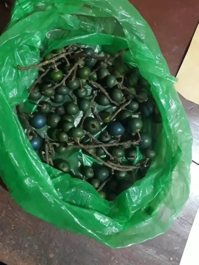 Harga Fantastis Jenitri Malah Bikin Petani di Kebumen Ketar-Ketir ...
