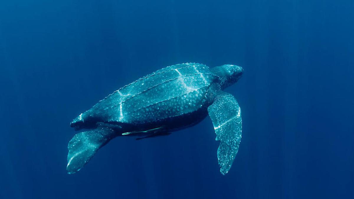 31 Penyu Raksasa Bertelur di Raja Ampat - Regional Liputan6.com