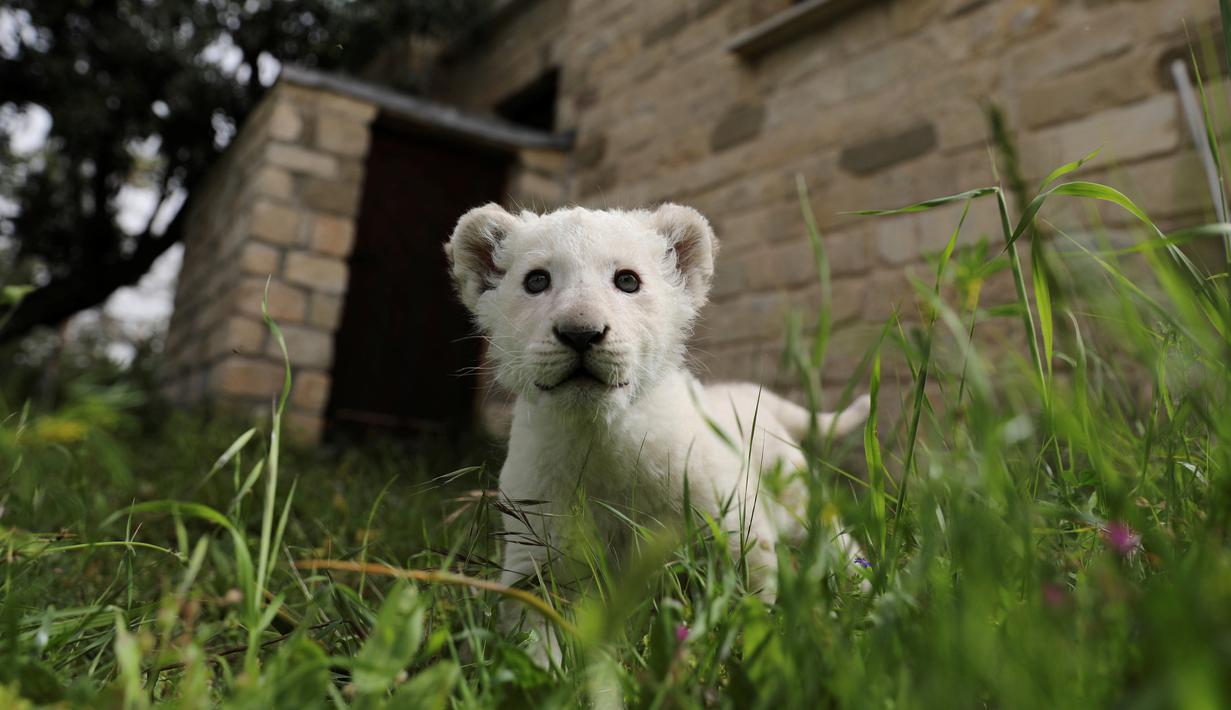 FOTO: Lucunya Simba, Bayi Singa Putih Langka yang Lahir di Siprus ...