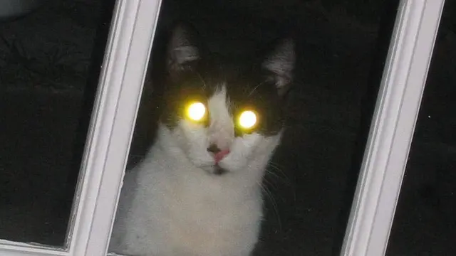 6 Potret Penampakan Mata Kucing Tersorot Cahaya Ini Bikin Kaget - Hot ...
