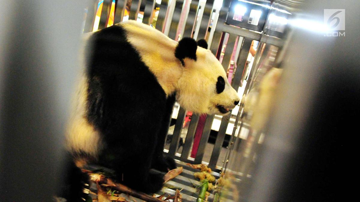 Sedang Pacaran...6 Fakta Menarik Panda yang Datang ke Indonesia ...