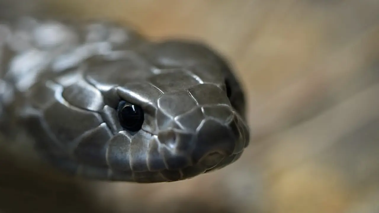 10 Jenis Ular Paling Berbisa, Salah Satunya Banyak Ditemui di Indonesia ...