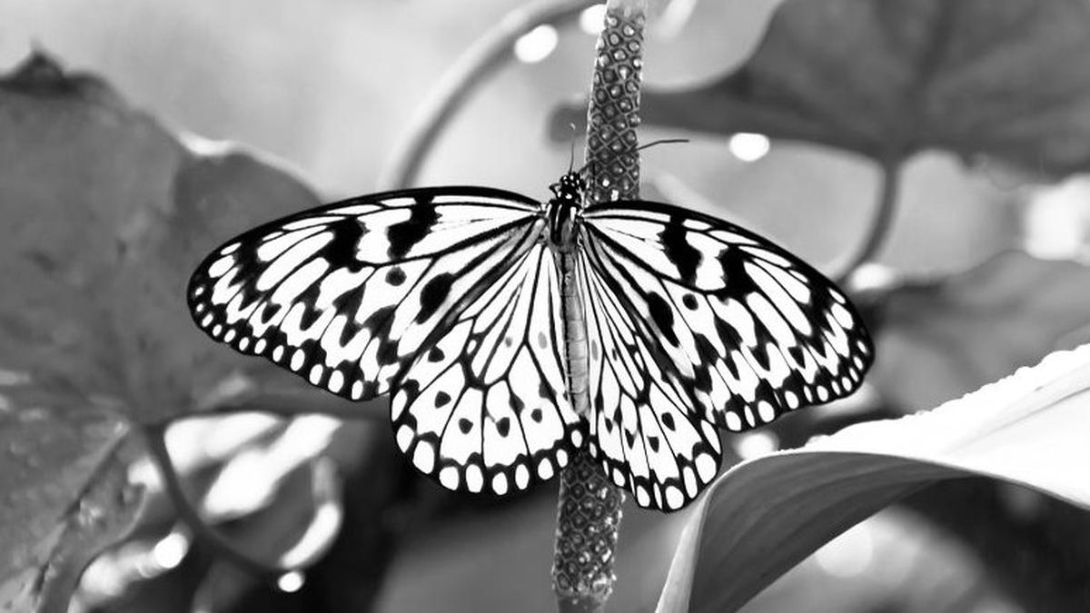 Pameran Kupu-kupu Tropis di Munich Botanical Garden - Global Liputan6.com