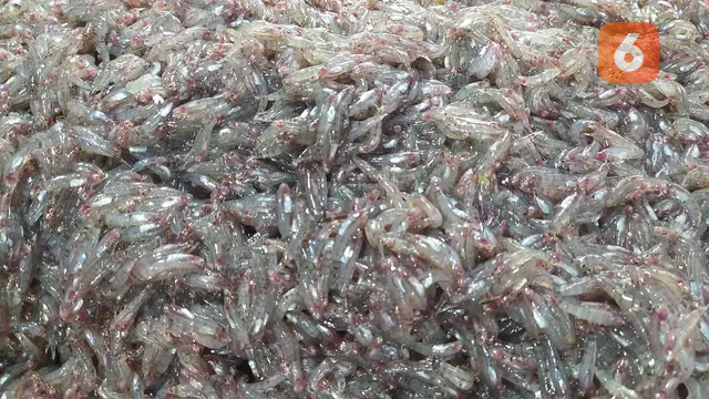 Misteri Asal Usul Gumpalan Merah Ikan Nike yang Muncul pada Fase Bulan ...