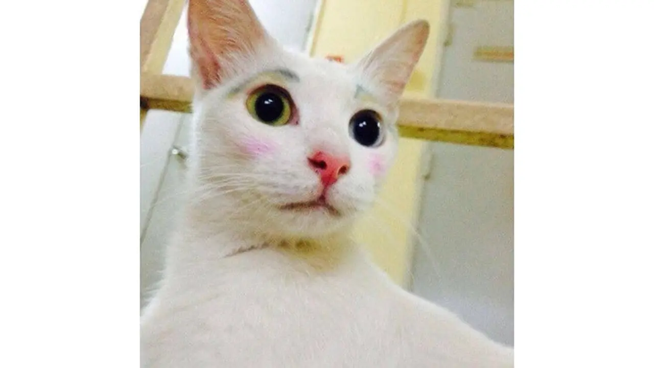 5 Potret Menggemaskan Kucing Saat Pakai Makeup - Hot Liputan6.com