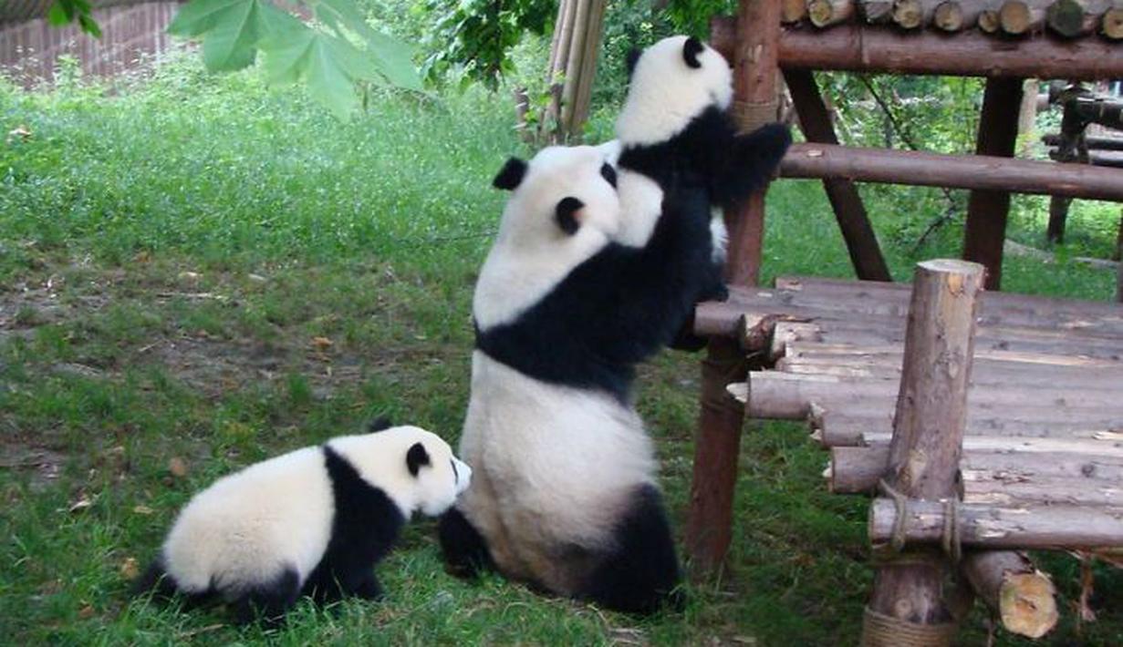 Tempat Ini Jadi Surga Bermainnya Panda-Panda Lucu - Photo Fimela.com
