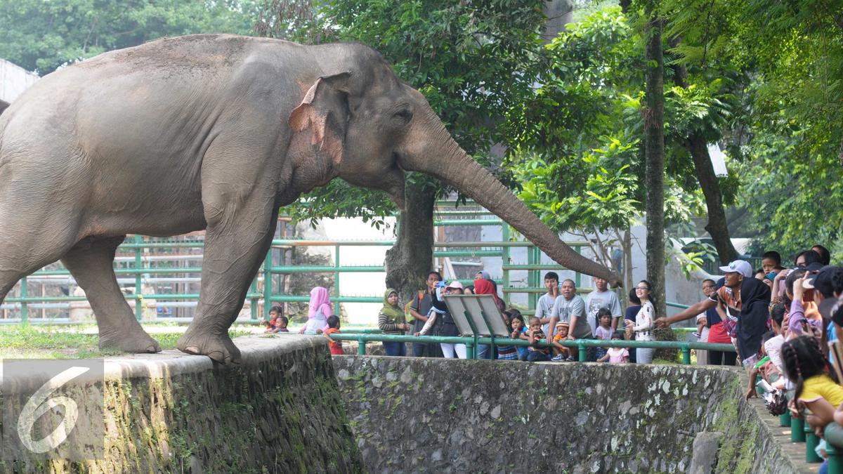 Hari Kedua Libur Panjang, Pengunjung Ragunan Makin Membeludak - News ...