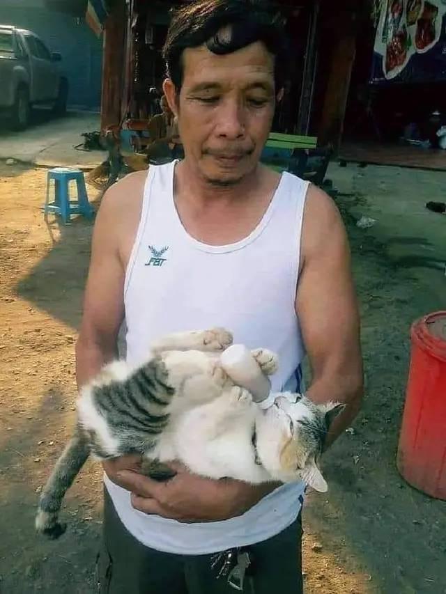 10 Potret Lucu Kucing saat Digendong, Ada yang Dipeluk Hingga Pakai Jarik