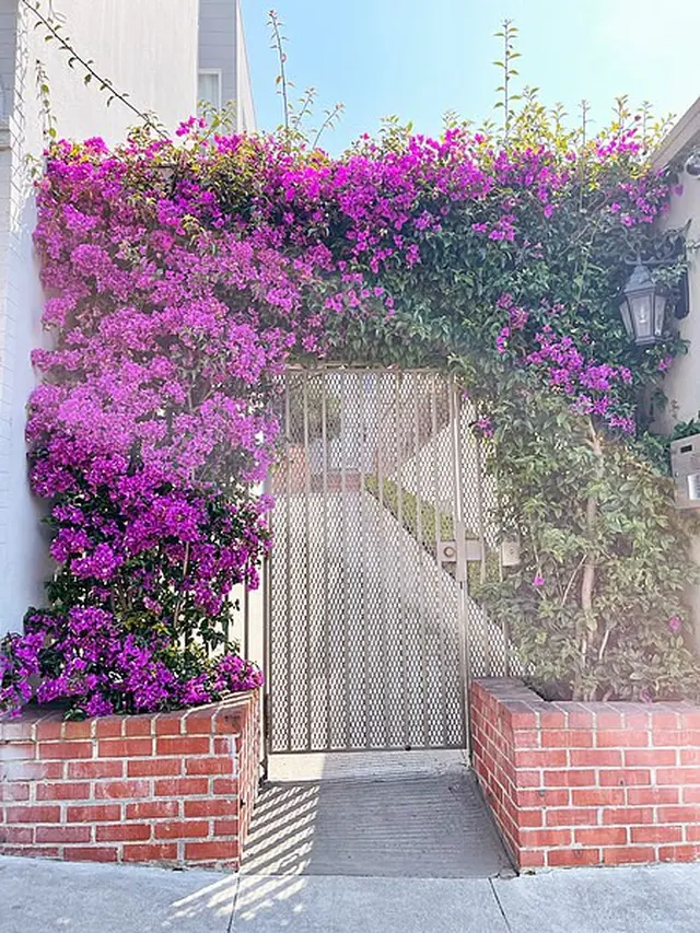 15 Jenis Tanaman Hias Merambat yang Rimbun dan Menyejukkan - Hot ...