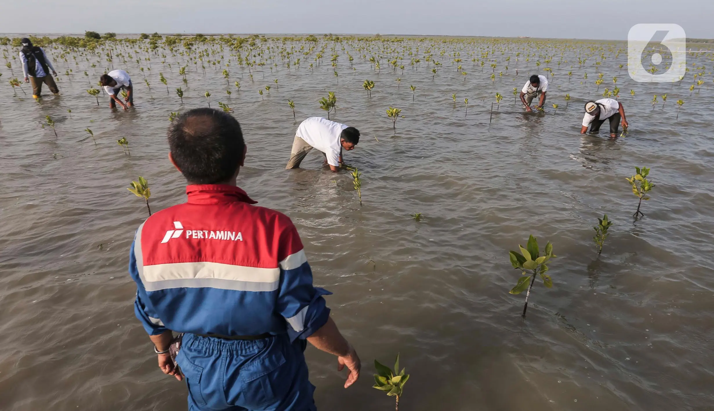 Jaga Kawasan Pesisir, Pertamina Tanam Ribuan Bibit Mangrove di Pantai ...