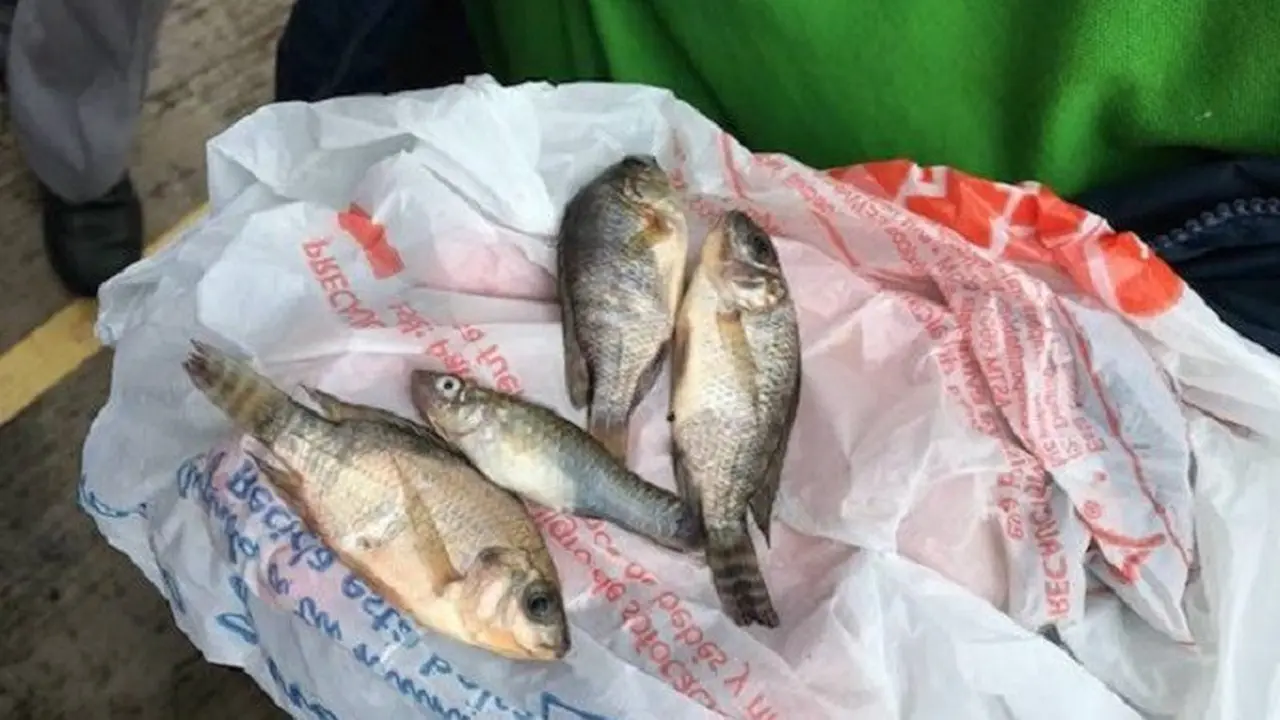 Aneh, Fenomena Hujan Ikan dari Langit Meksiko - Global Liputan6.com
