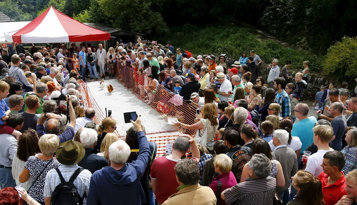 Uniknya Melihat Ayam Betina Adu Cepat di Inggris - Foto Liputan6.com