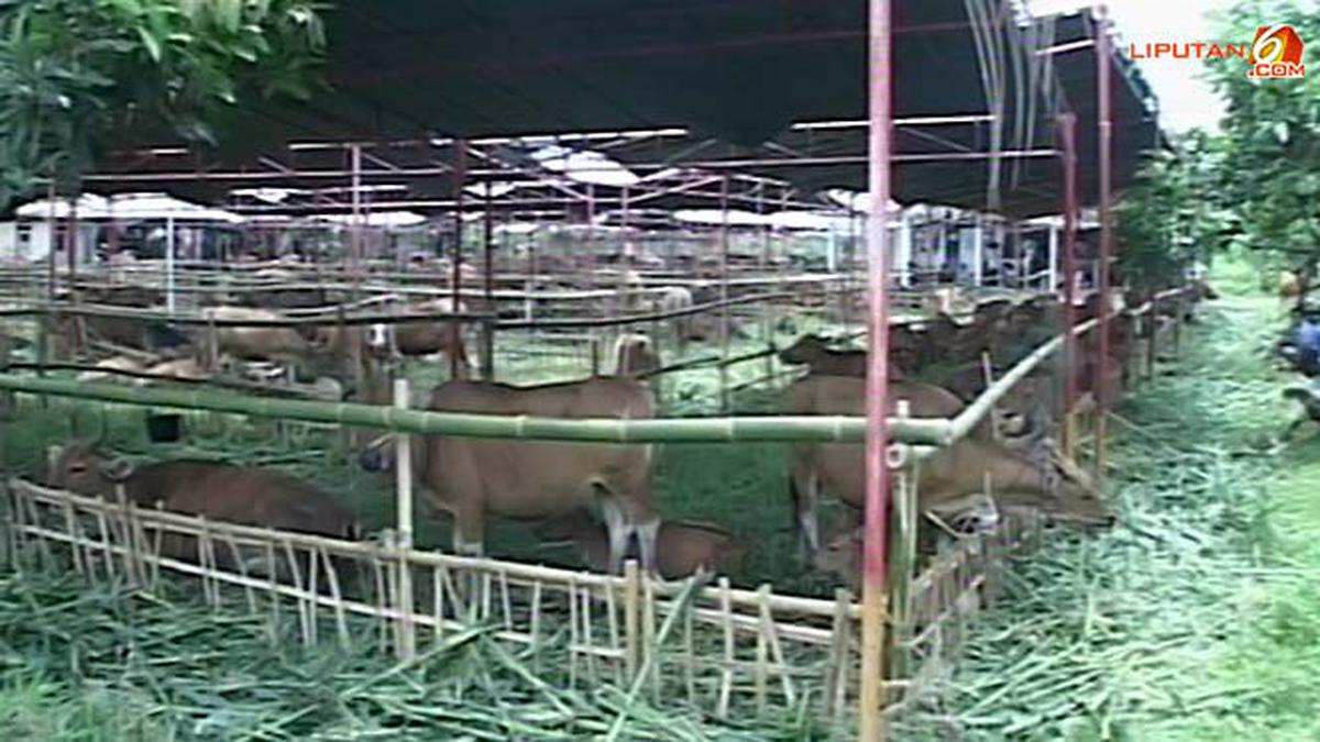 Video Tradisi Panen Pedet Sapi Kawin Massal News 