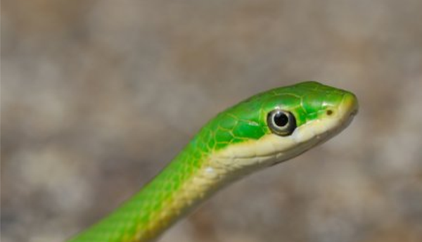 10 Fakta SMA Suzuran Crows X Worst, Misteri Sekolah Terkuat di Toarushi ...