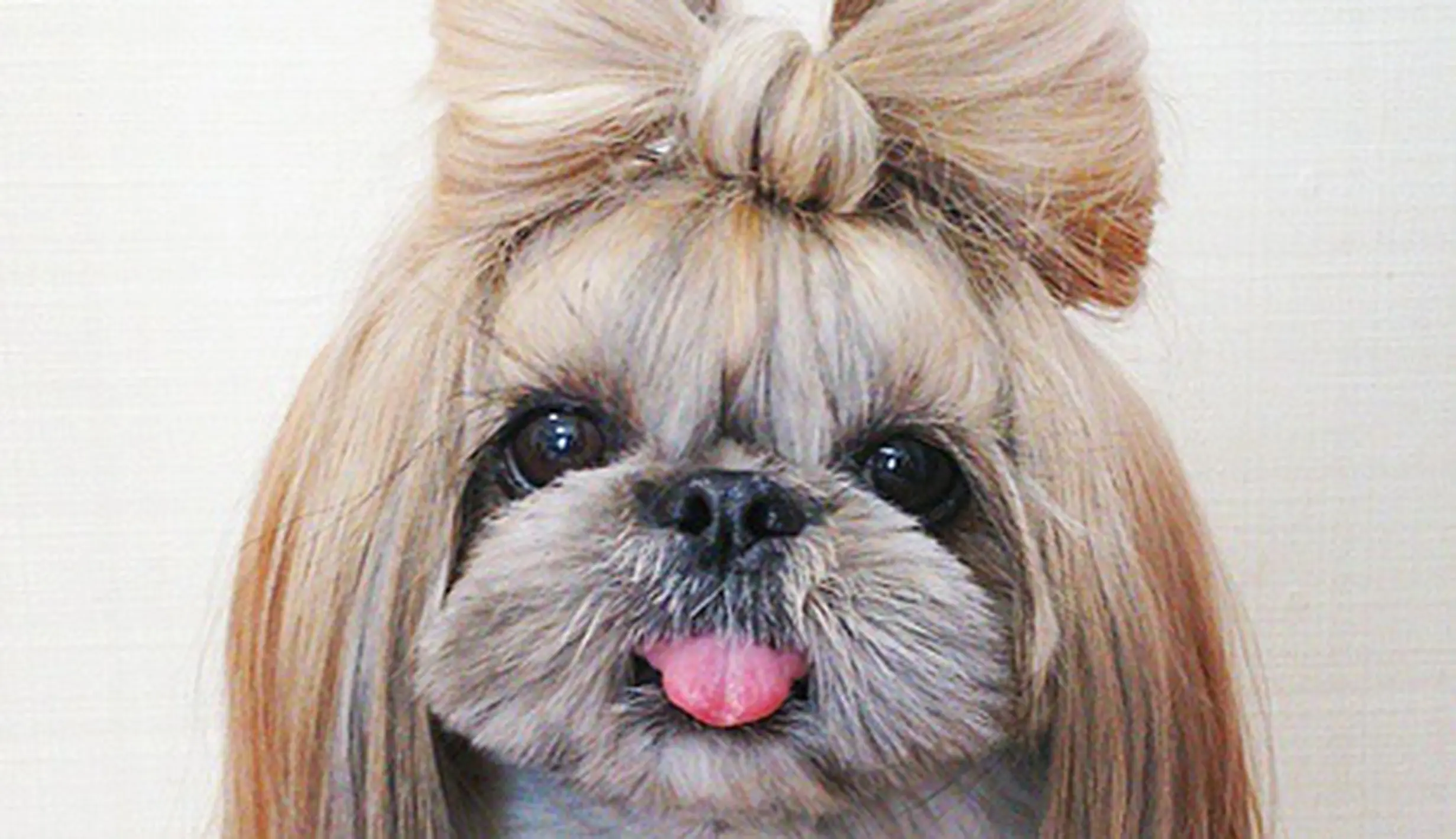 Kuma: Si Anjing Lucu Berambut Panjang Yang Populer di Instagram - Photo ...