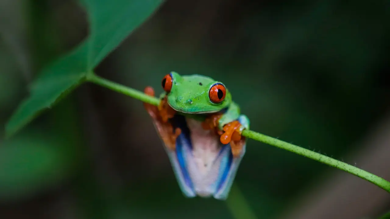 Kuliner Populer Swike, Daging Katak Hijau Halal atau Haram? - Islami ...