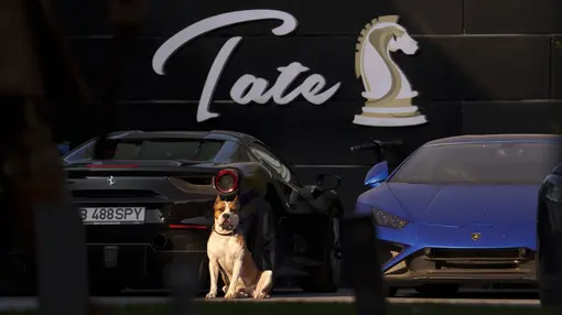 Fakta-Fakta Moose, Rusa Terbesar di Dunia - Global Liputan6.com