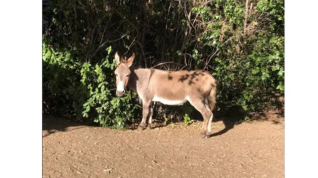 Perry 'Donkey' Model Karakter Keledai di Film Shrek Meninggal di Usia ...