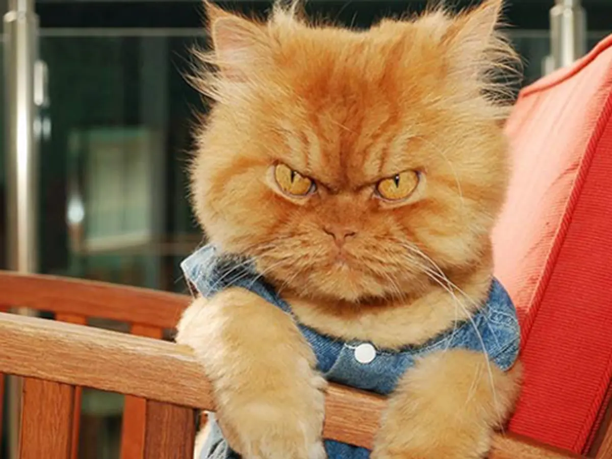 Kucing Paling Hodoh Di Dunia 7 Jenis Kucing Paling Langka Di Dunia