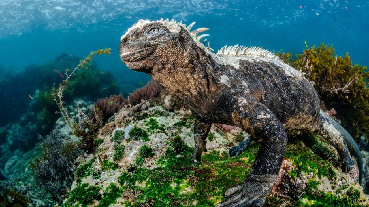 Lebih Dekat dengan Iguana Laut, Wujudnya mirip 'Godzilla' Galapagos"
