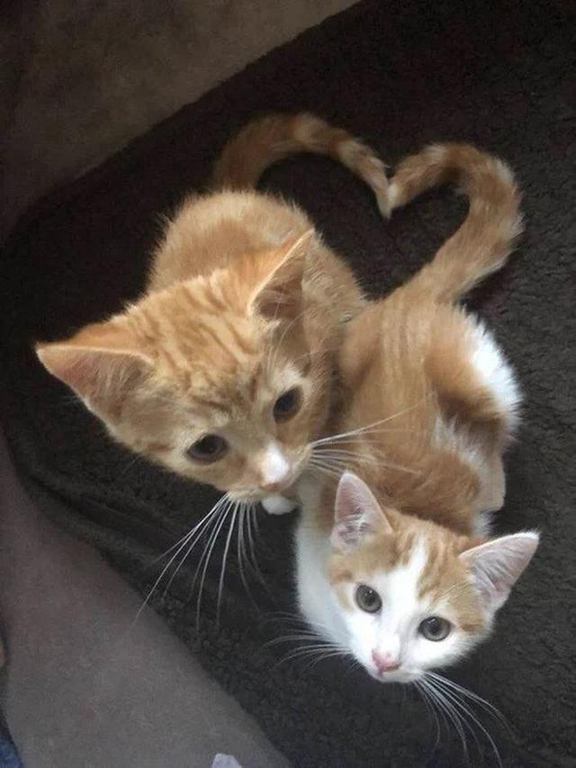 6 Potret Dua Kucing Beraksi Bentuk Love Ini Menggemaskan, Momen Langka