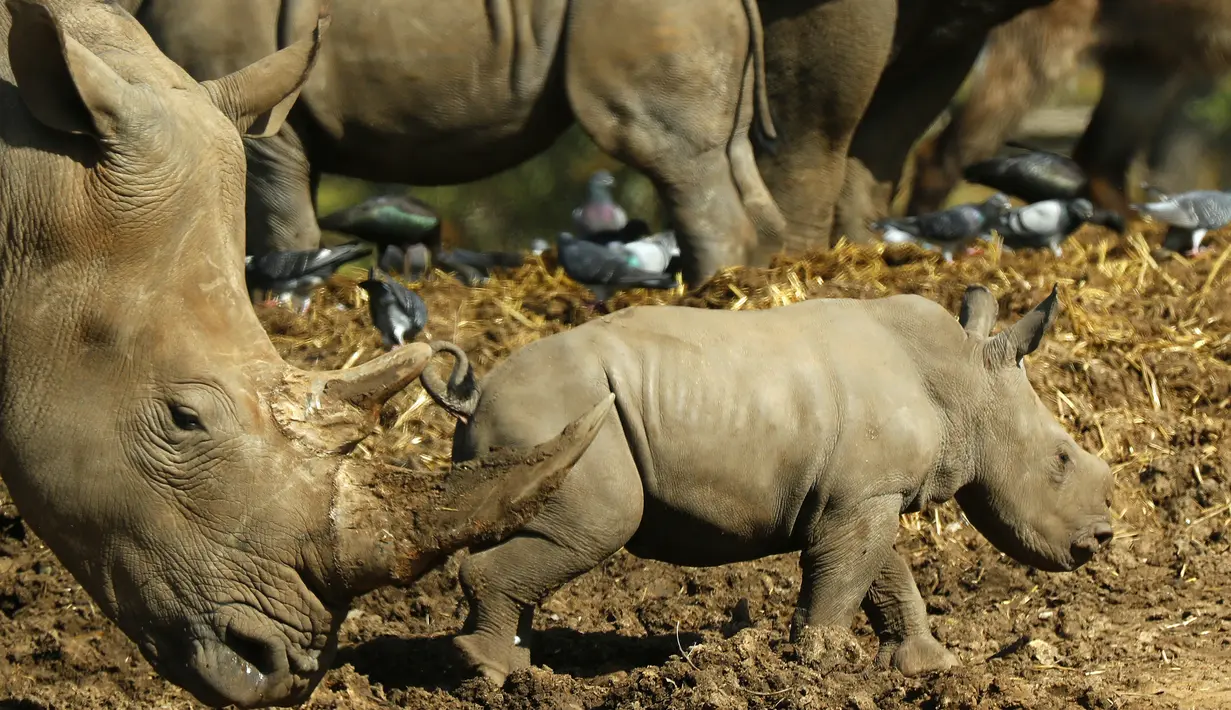 FOTO: Bayi Badak Putih yang Terancam Punah Lahir di Israel - Foto ...