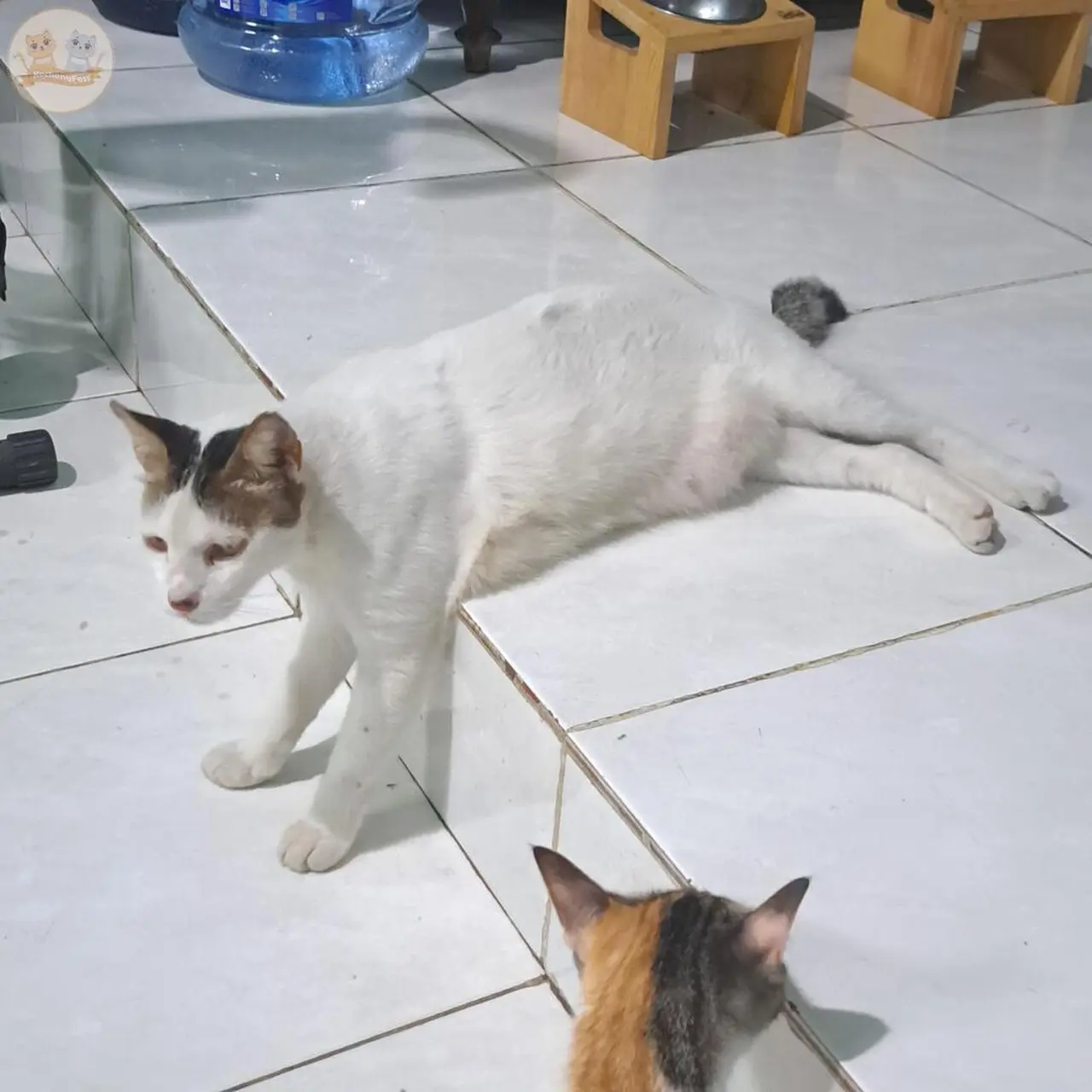 6 Potret Kucing Duduk tapi Berdiri Ini Bikin Heran, Bersantai dengan ...
