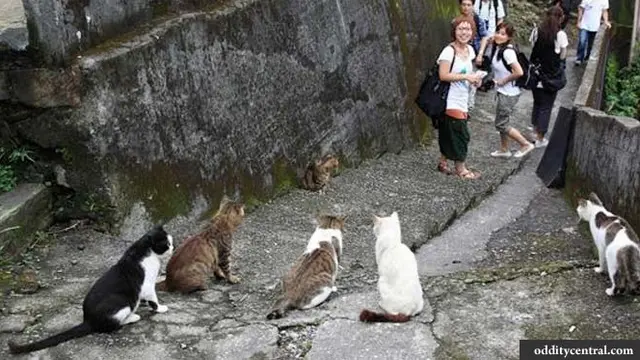 Kucing-kucing Lucu Bangkitkan Kota `Sekarat` di Taiwan - Global ...