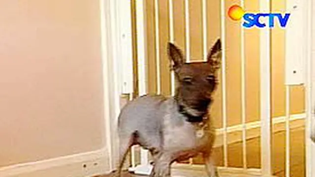 Anjing "Botak" Aman bagi Penderita Asma - Global Liputan6.com