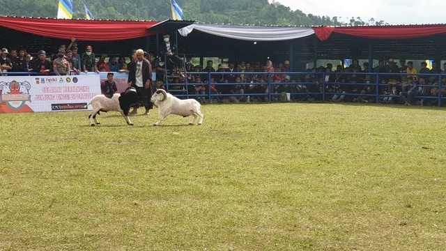 Viral Domba Garut Seharga Rp400 Juta, Dipuji Warganet Domba Tertampan ...
