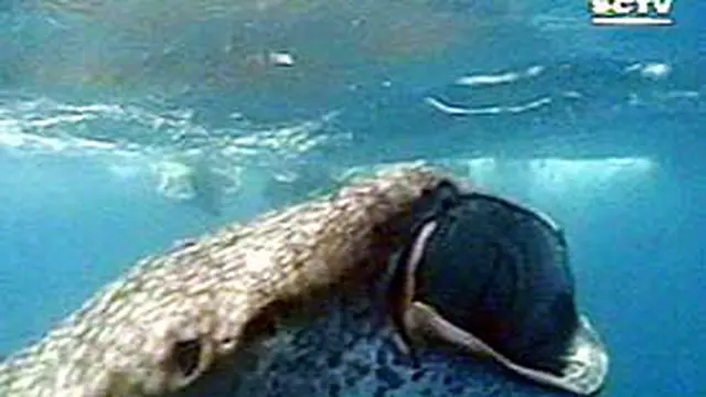 WWF-Filipina Mencanangkan Pelestarian Ikan Butanding - Global Liputan6.com
