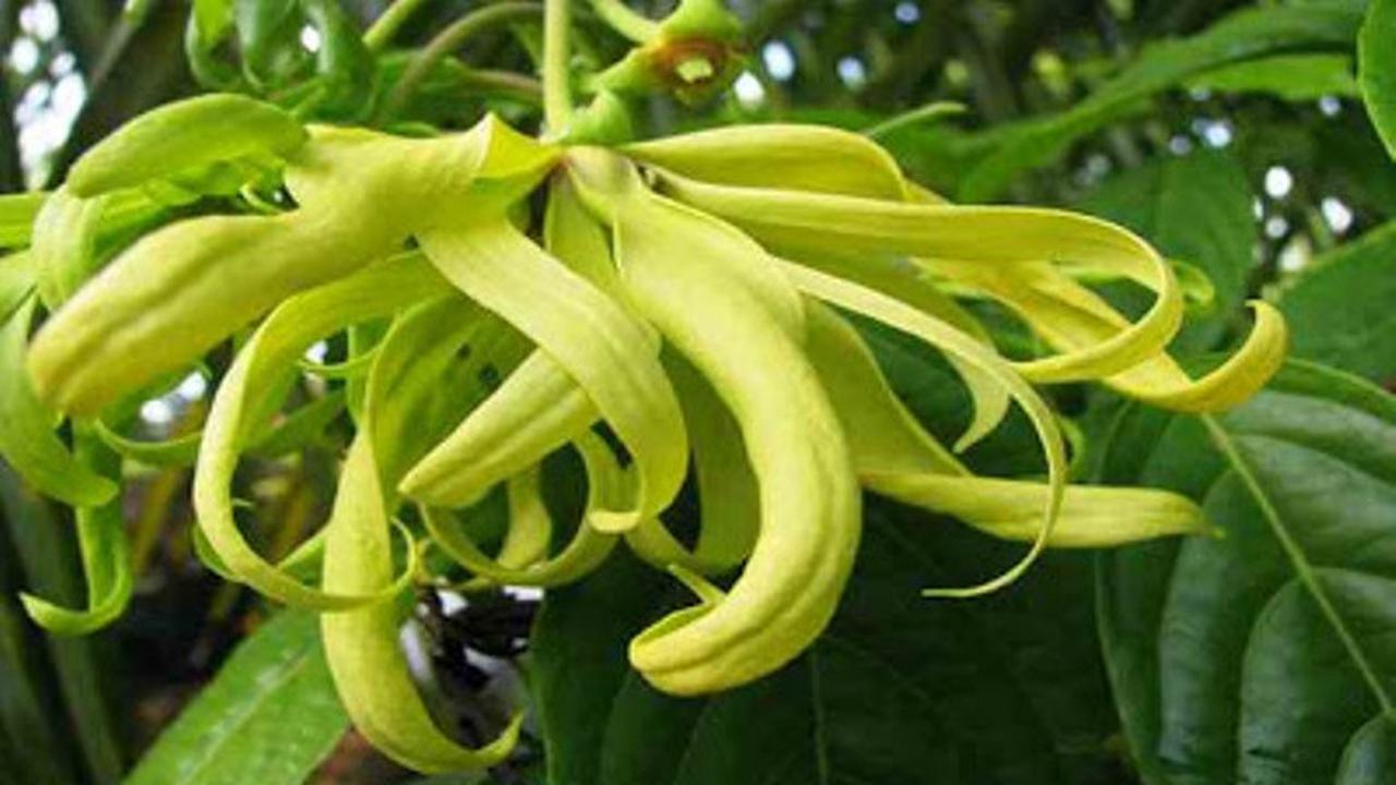 Manfaat Bunga Kenanga untuk Kesehatan dan Kecantikan, Jarang Dibahas ...