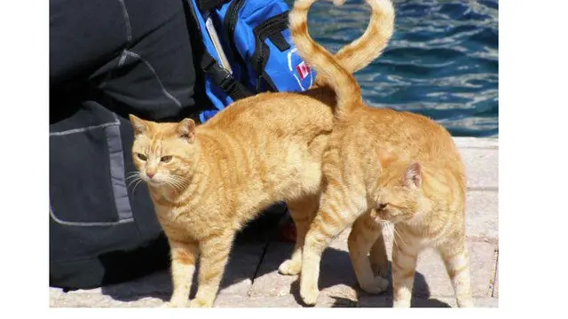 6 Potret Dua Kucing Beraksi Bentuk Love Ini Menggemaskan, Momen Langka ...