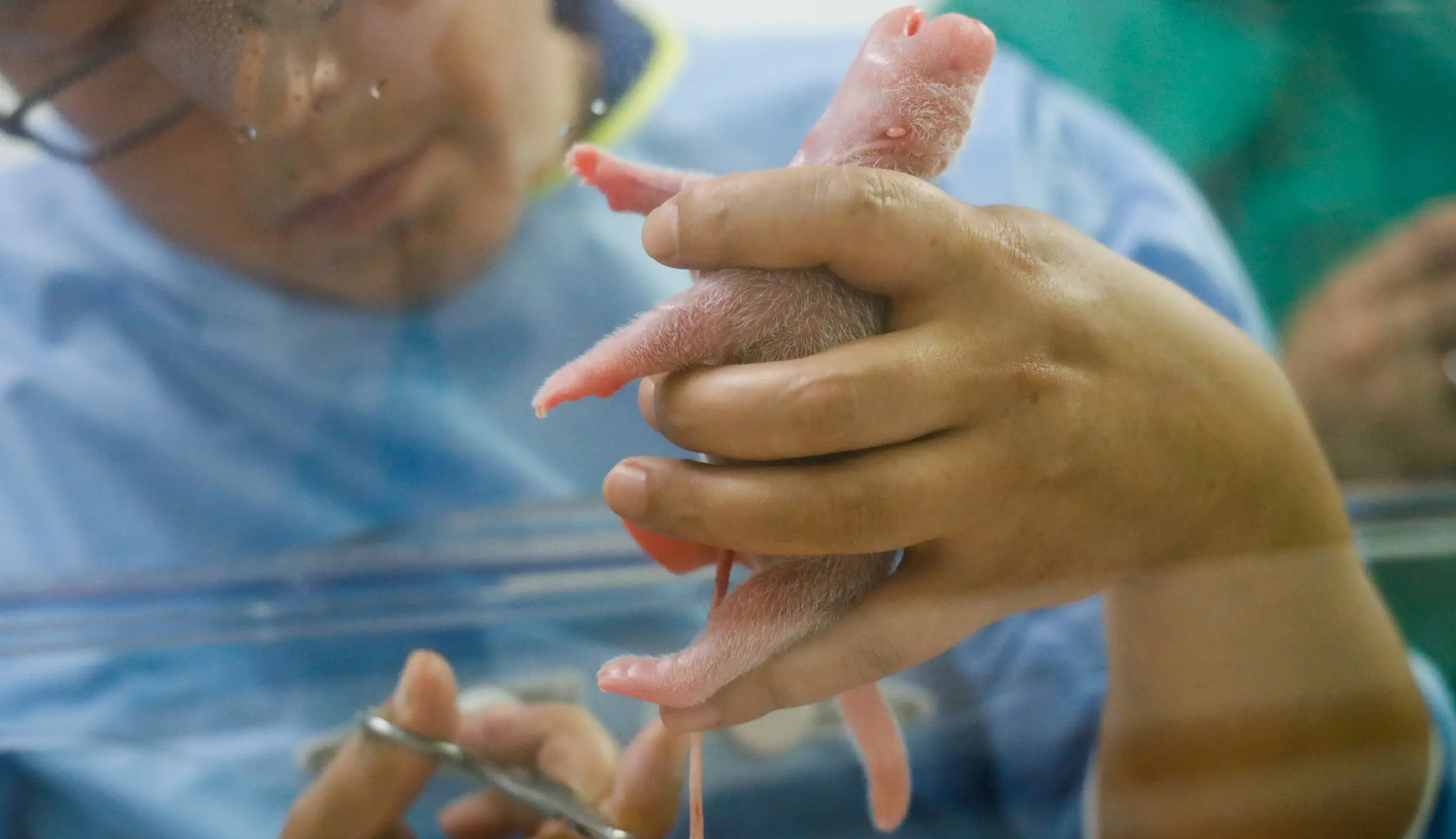 FOTO: Menengok 2 Bayi Panda yang Baru Lahir di Belgia - Foto Liputan6.com