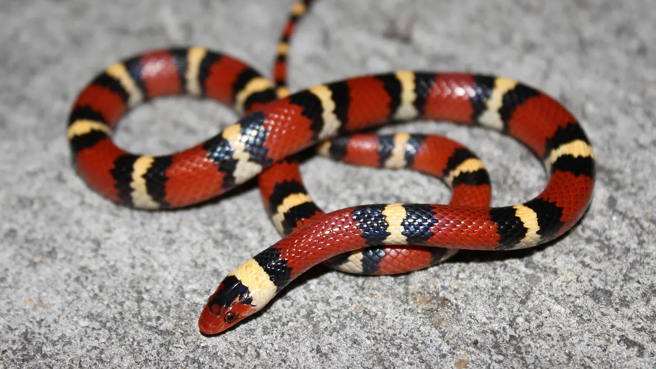 Deretan Hewan yang Bertahan Hidup dengan Mengandalkan Kemampuan Mimikri ...